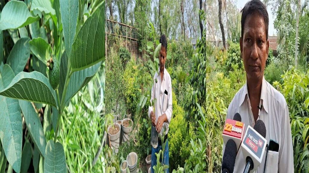 गया में हो रही है ताइवानी अमरूद की खेती